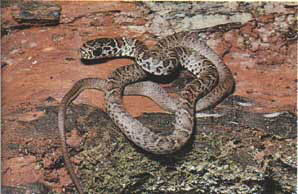 Black Garden Snake Nc | Fasci Garden